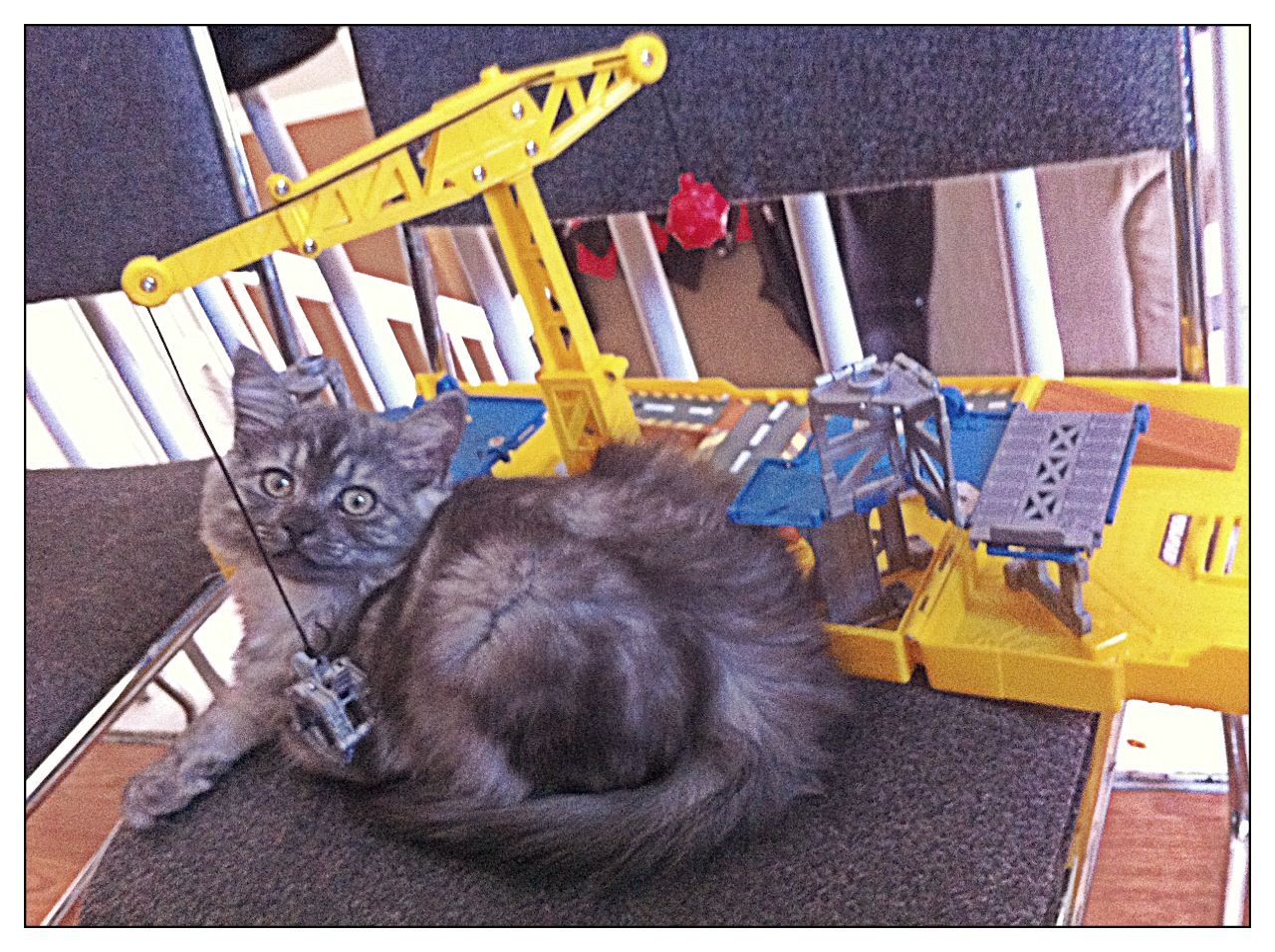 Kitten Construction Company: Meet the House Kittens by John Patrick ...