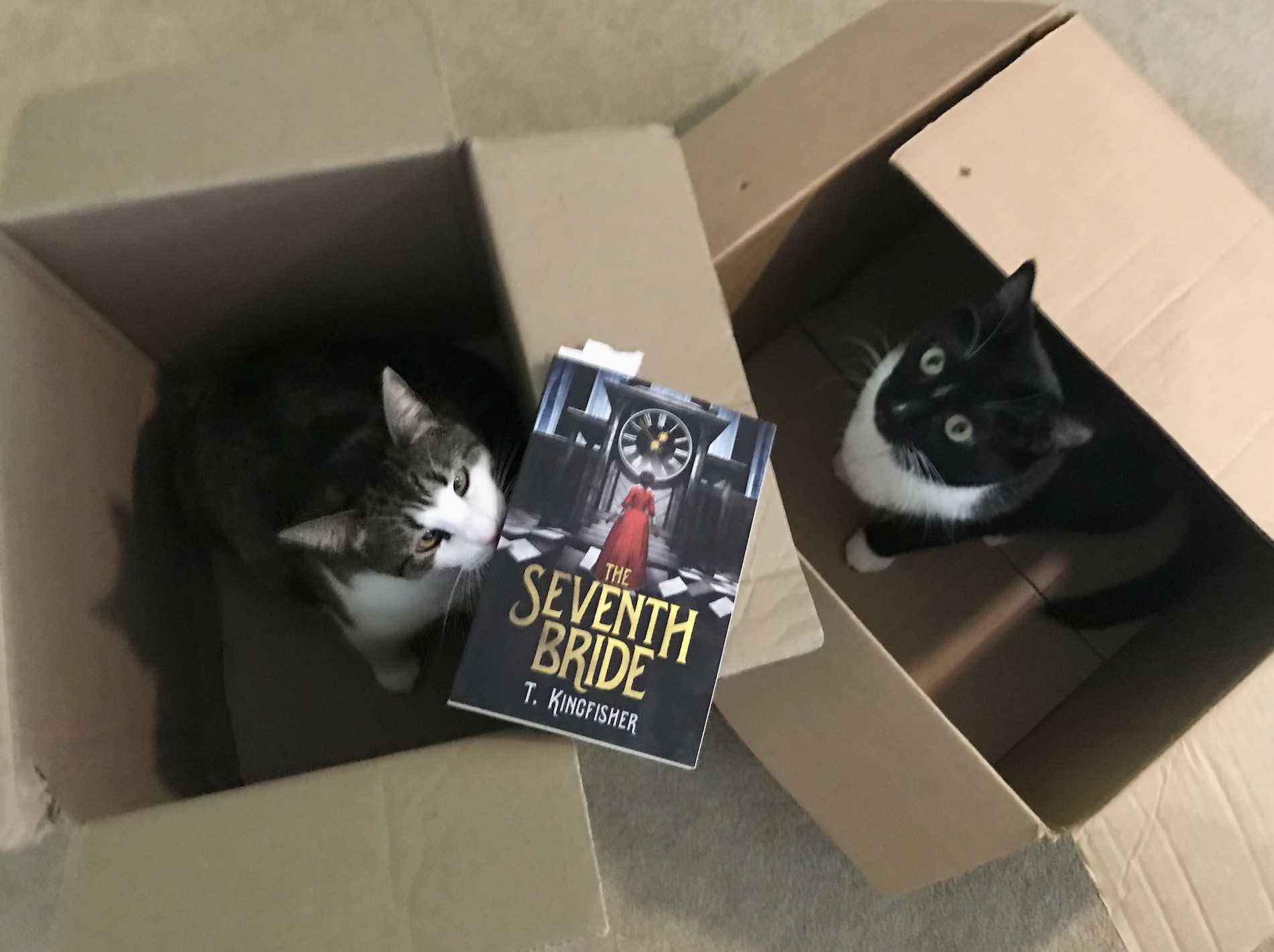 The Seventh Bride by T. Kingfisher – Bothari43 Book Review – Cannonball ...