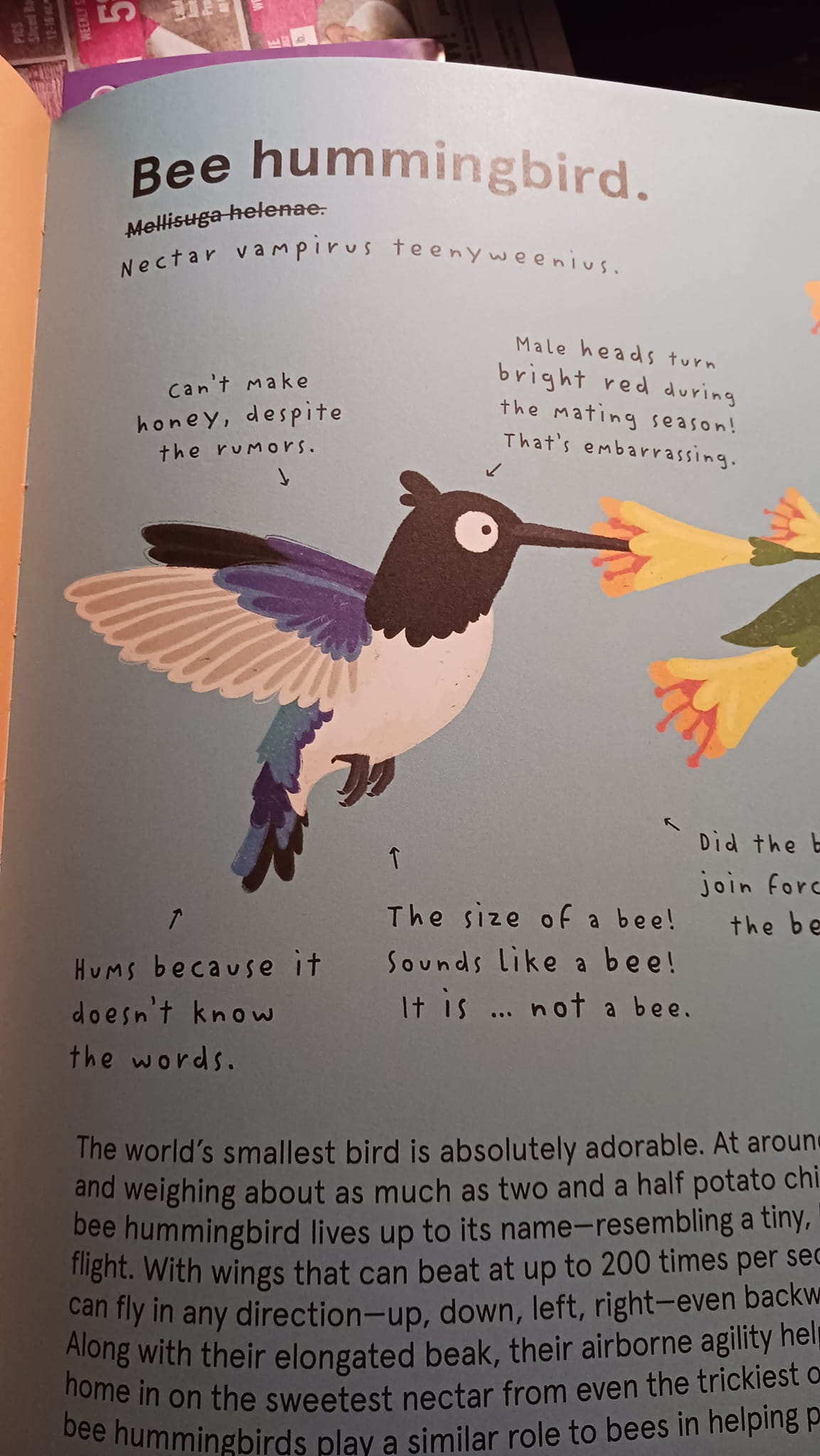 The World’s Most (Marvelous) Ridiculous Animals by Philip Bunting ...